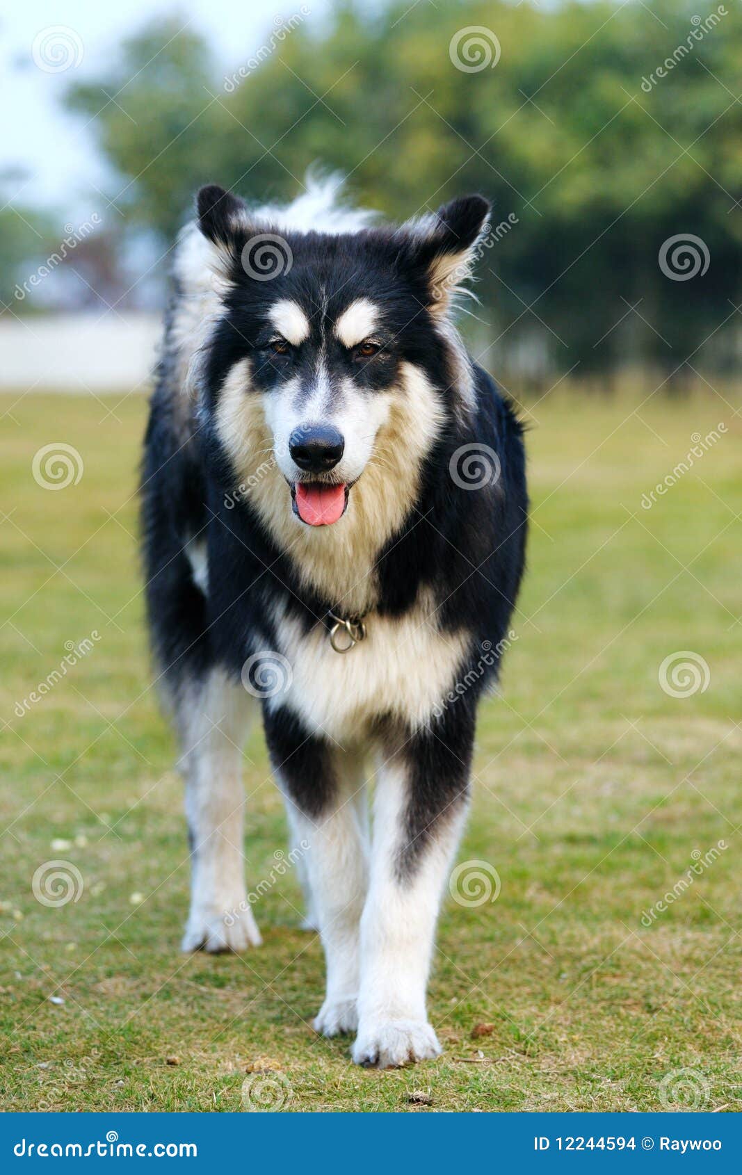 Perro Del Malamute De Alaska Foto de archivo - Imagen de verde, mentira ...