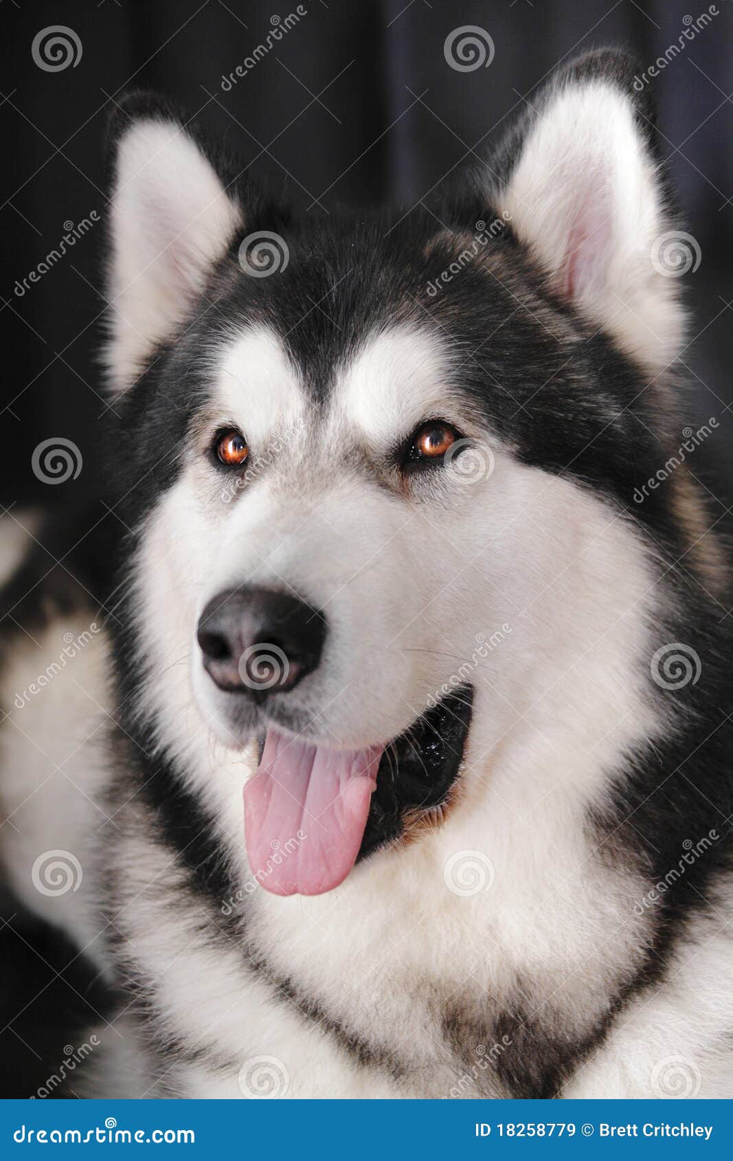 Perro Del Malamute De Alaska Imagen de archivo - Imagen de fondo ...