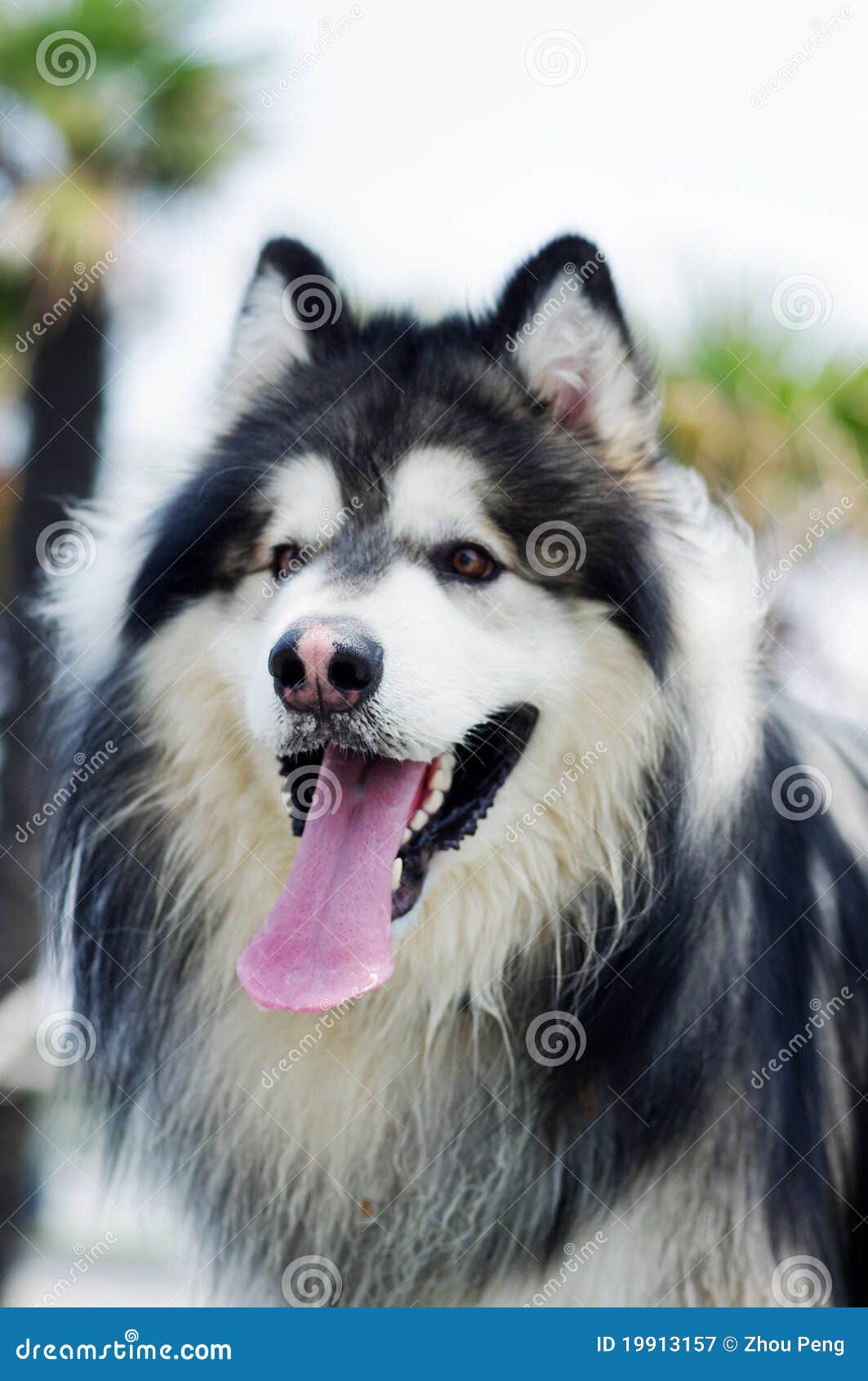Perro Del Malamute De Alaska Imagen de archivo - Imagen de purebred ...
