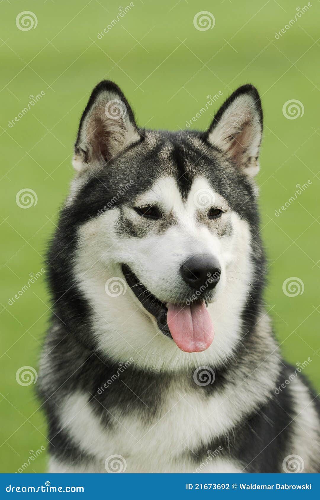Perro Del Malamute De Alaska Foto de archivo - Imagen de negro, lindo ...