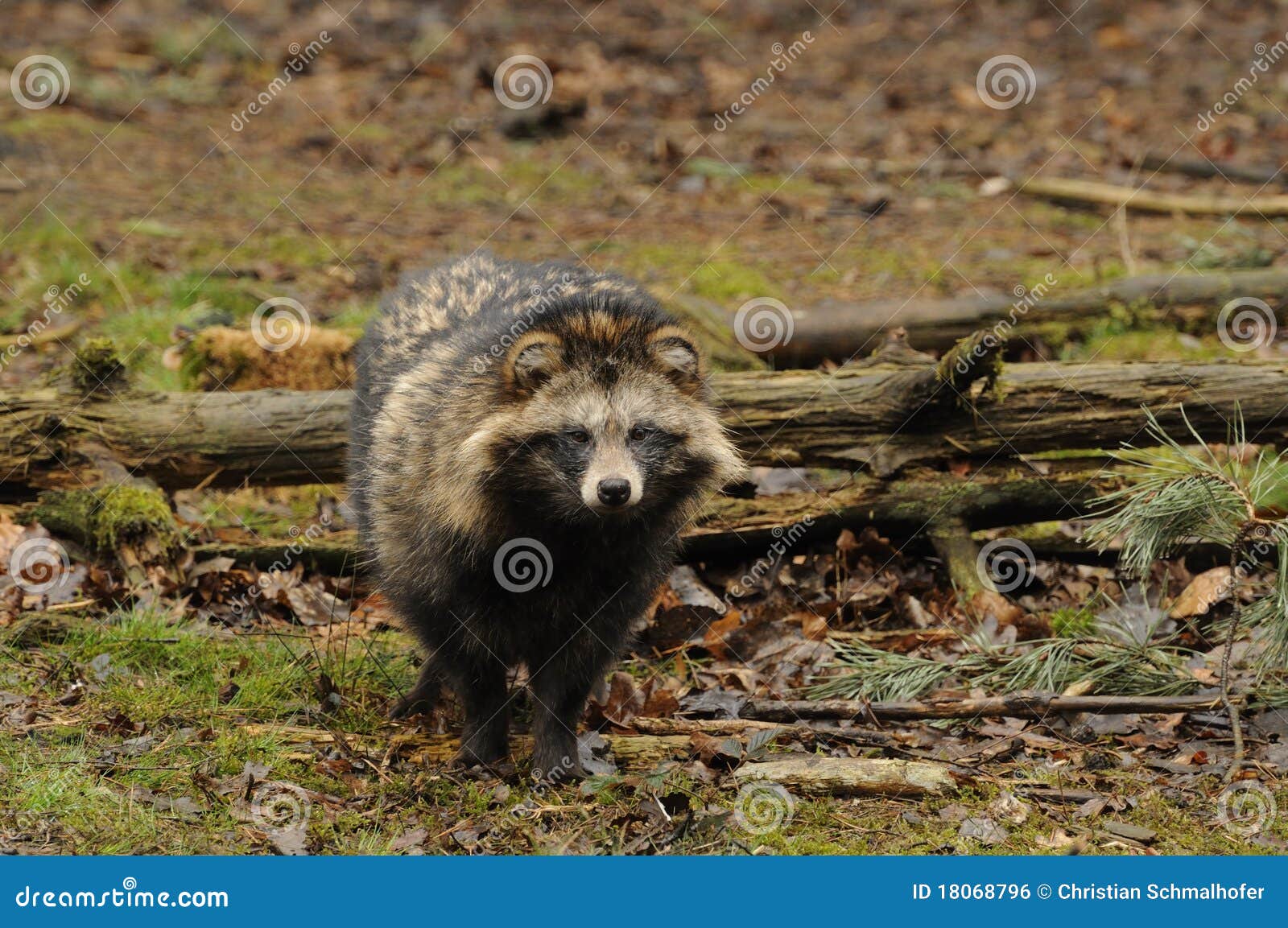 Perro Del Mapache (procyonoides Del Nyctereutes) Foto de archivo ...