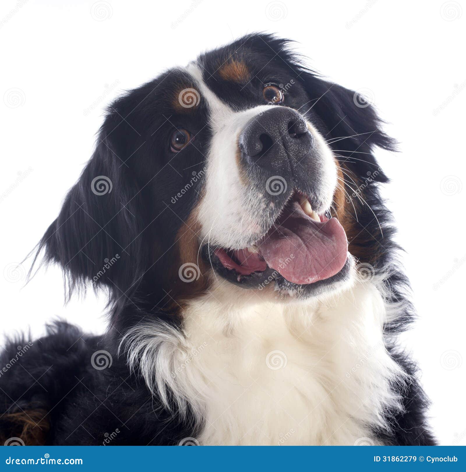Perro Del Moutain De Bernese Imagen de archivo - Imagen de fondo ...