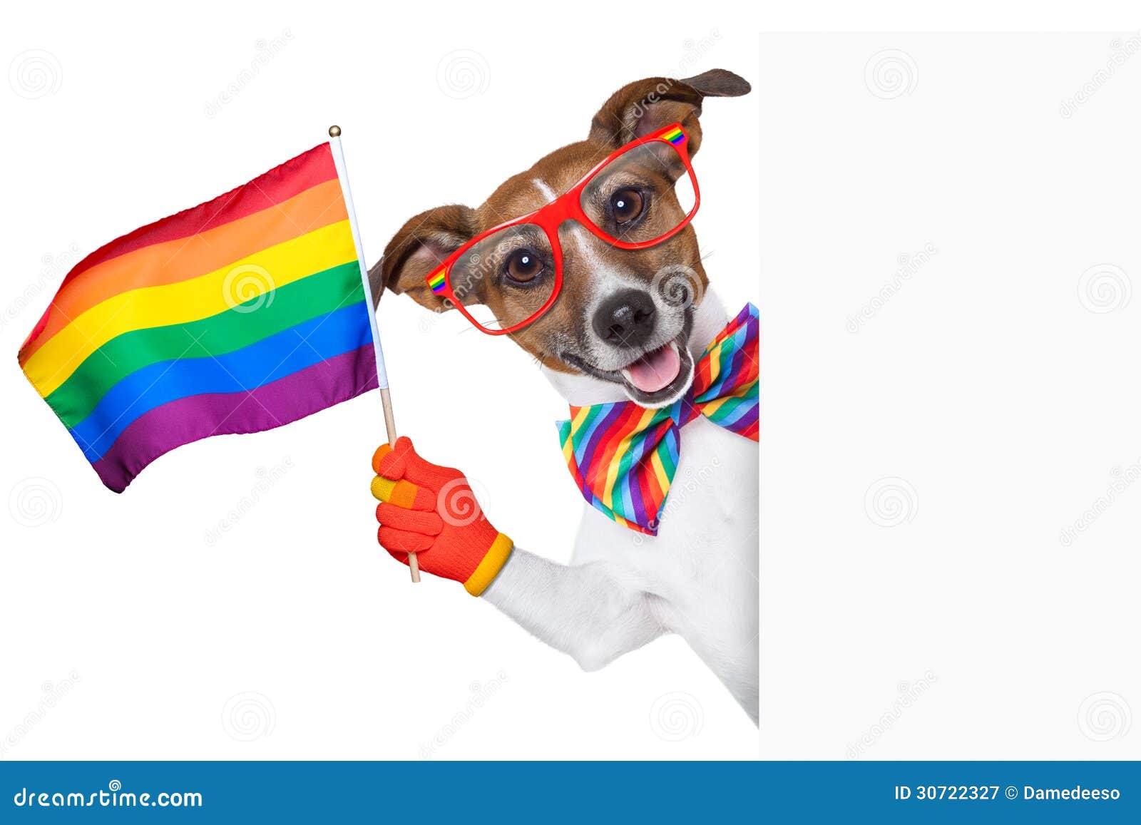 Perro del orgullo gay imagen de archivo. Imagen de divertido - 30722327