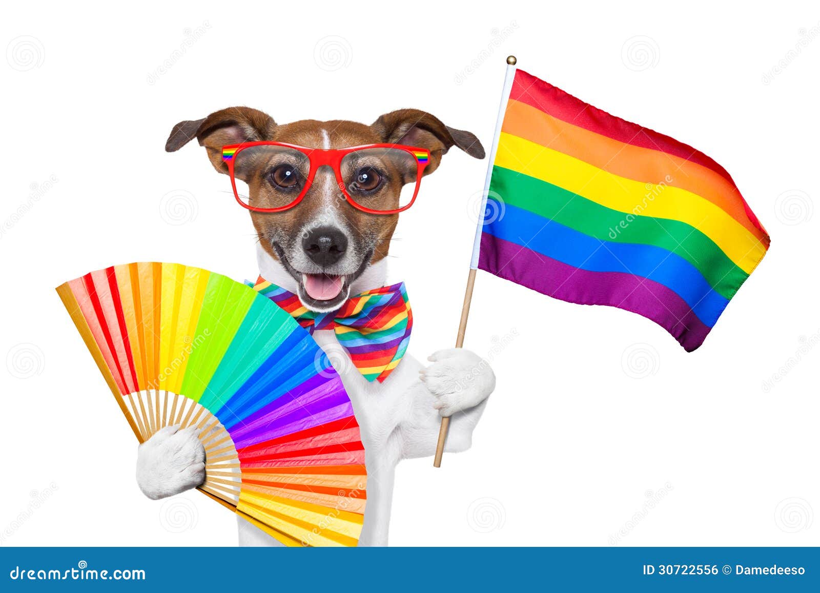 Perro del orgullo gay foto de archivo. Imagen de divertido - 30722556