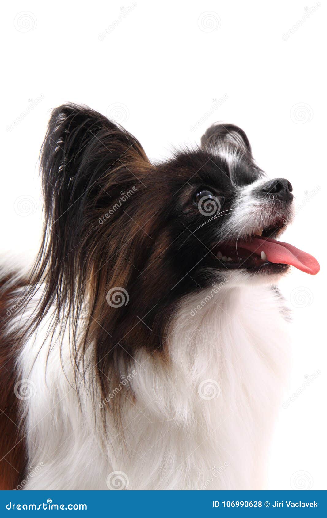 Perro del papillon aislado foto de archivo. Imagen de perros - 106990628