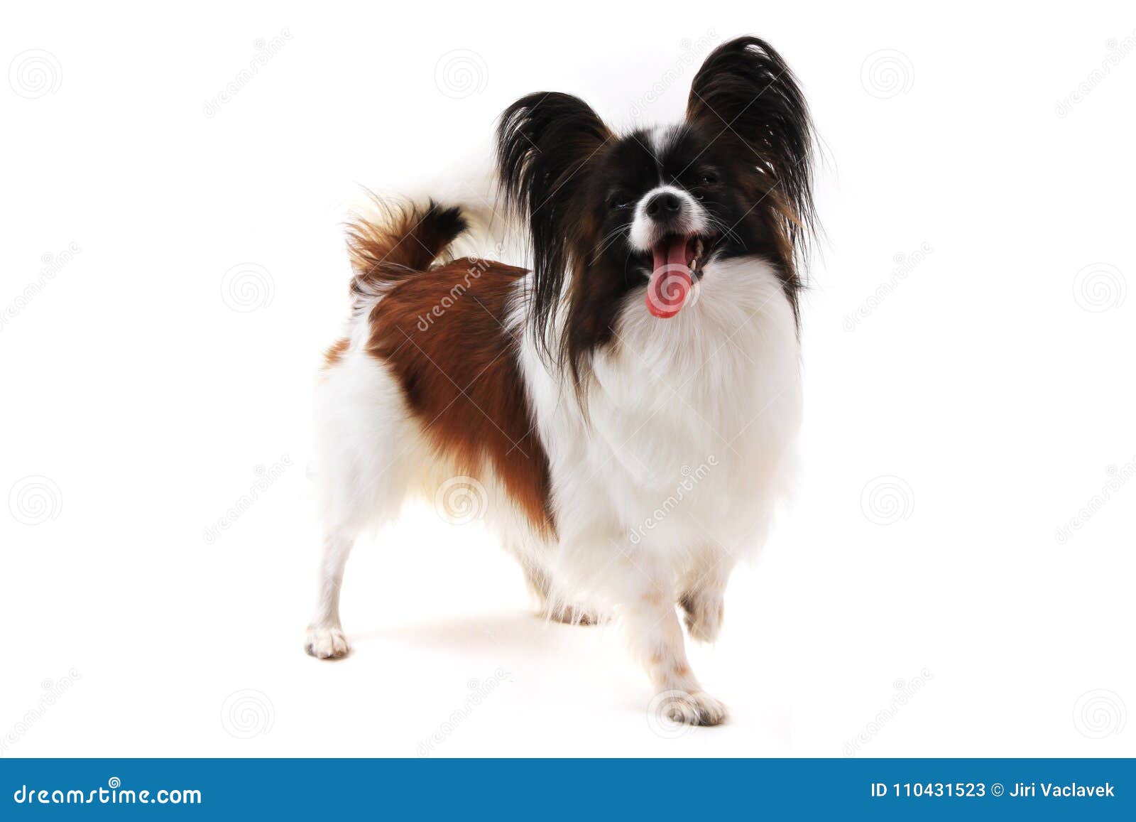 Perro del papillon aislado imagen de archivo. Imagen de perrito - 110431523