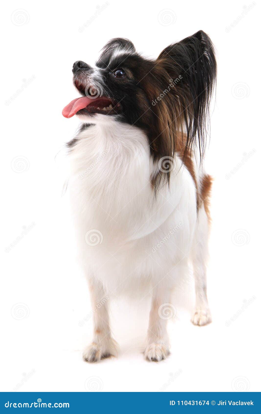 Perro del papillon aislado foto de archivo. Imagen de doméstico - 110431674