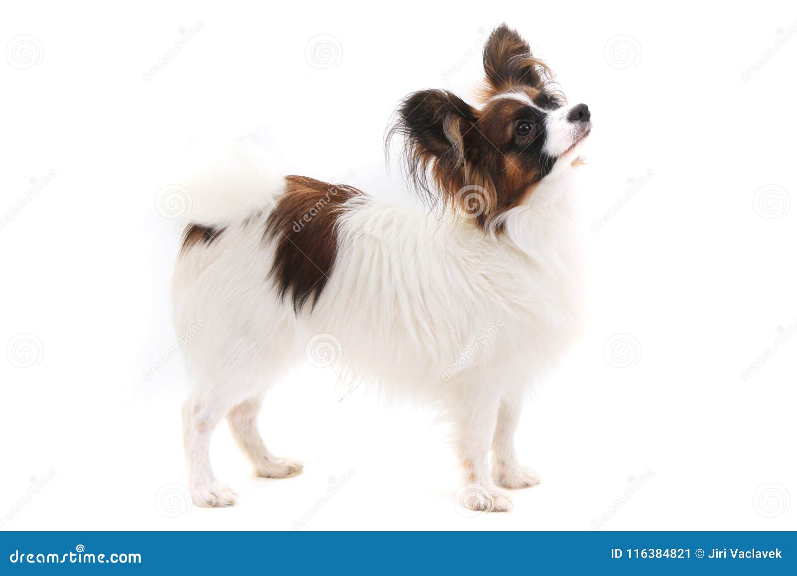 Perro del papillon aislado imagen de archivo. Imagen de lindo - 116384821