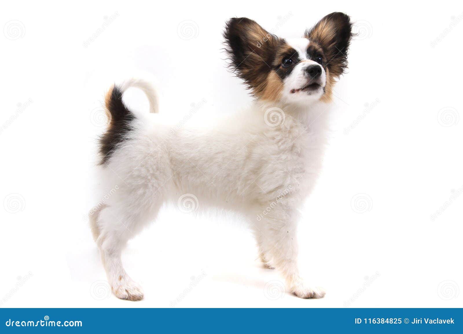 Perro del papillon aislado imagen de archivo. Imagen de hermoso - 116384825