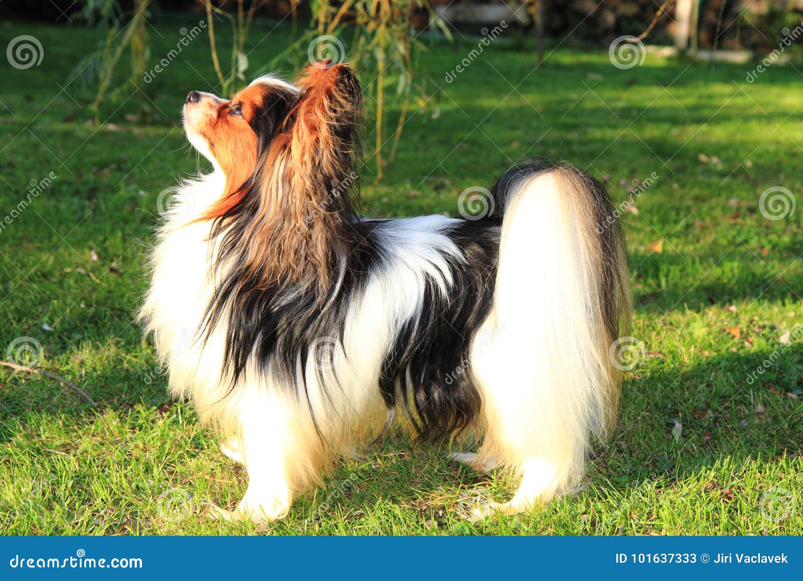 Perro Del Papilon En La Hierba Verde Imagen de archivo - Imagen de ...