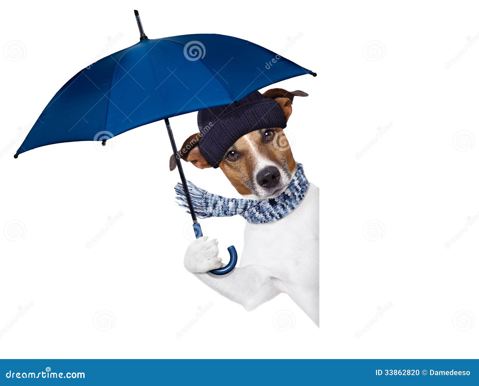 Perro Del Paraguas De La Lluvia Foto de archivo - Imagen de vacaciones ...