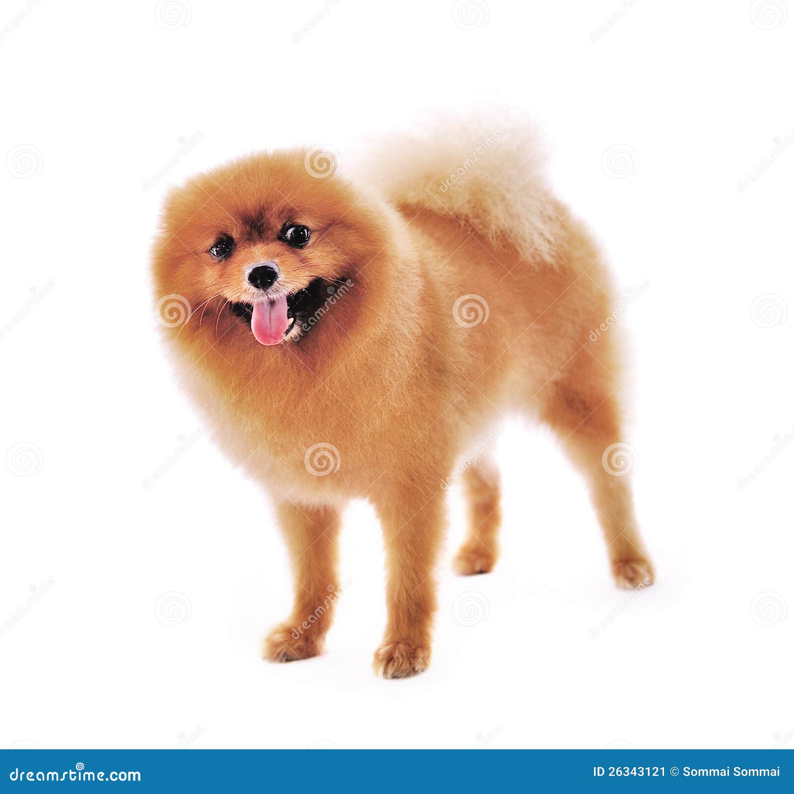 Perro Del Perro De Pomerania De Pomeranian Imagen de archivo - Imagen ...