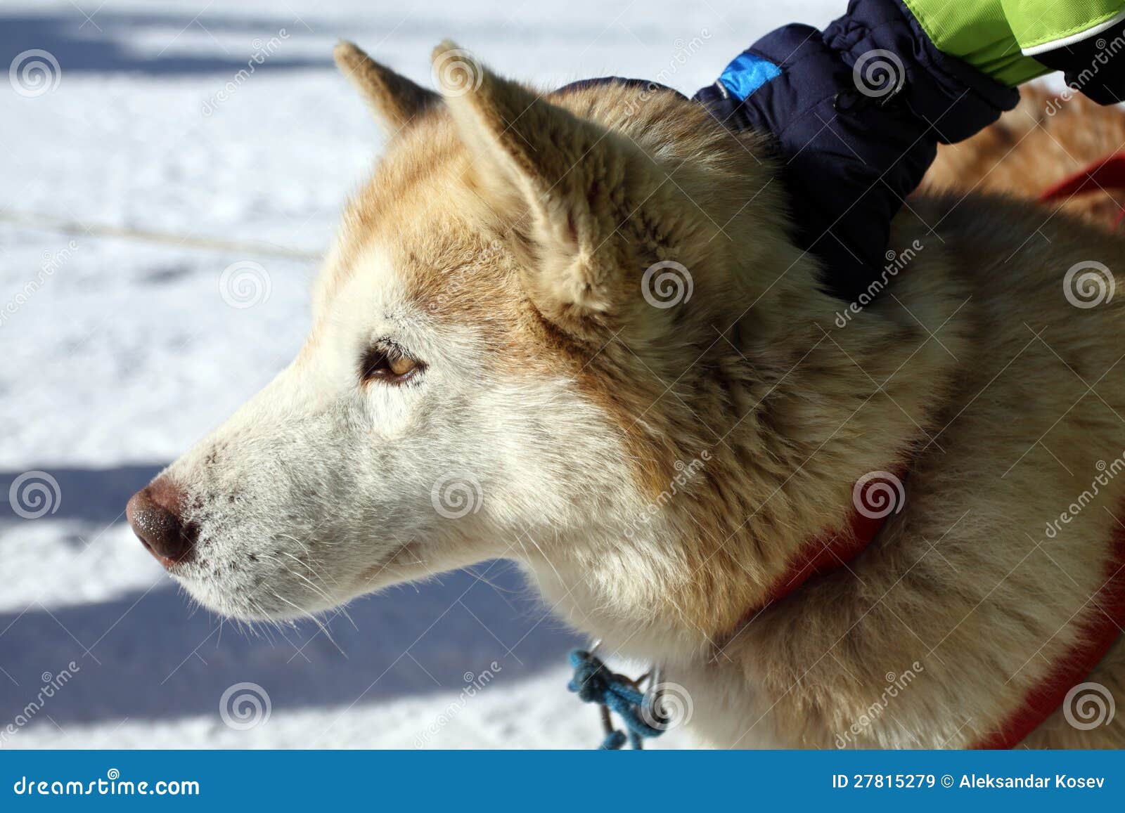 Perro Del Perro Esquimal Siberiano Imagen de archivo - Imagen de raza ...