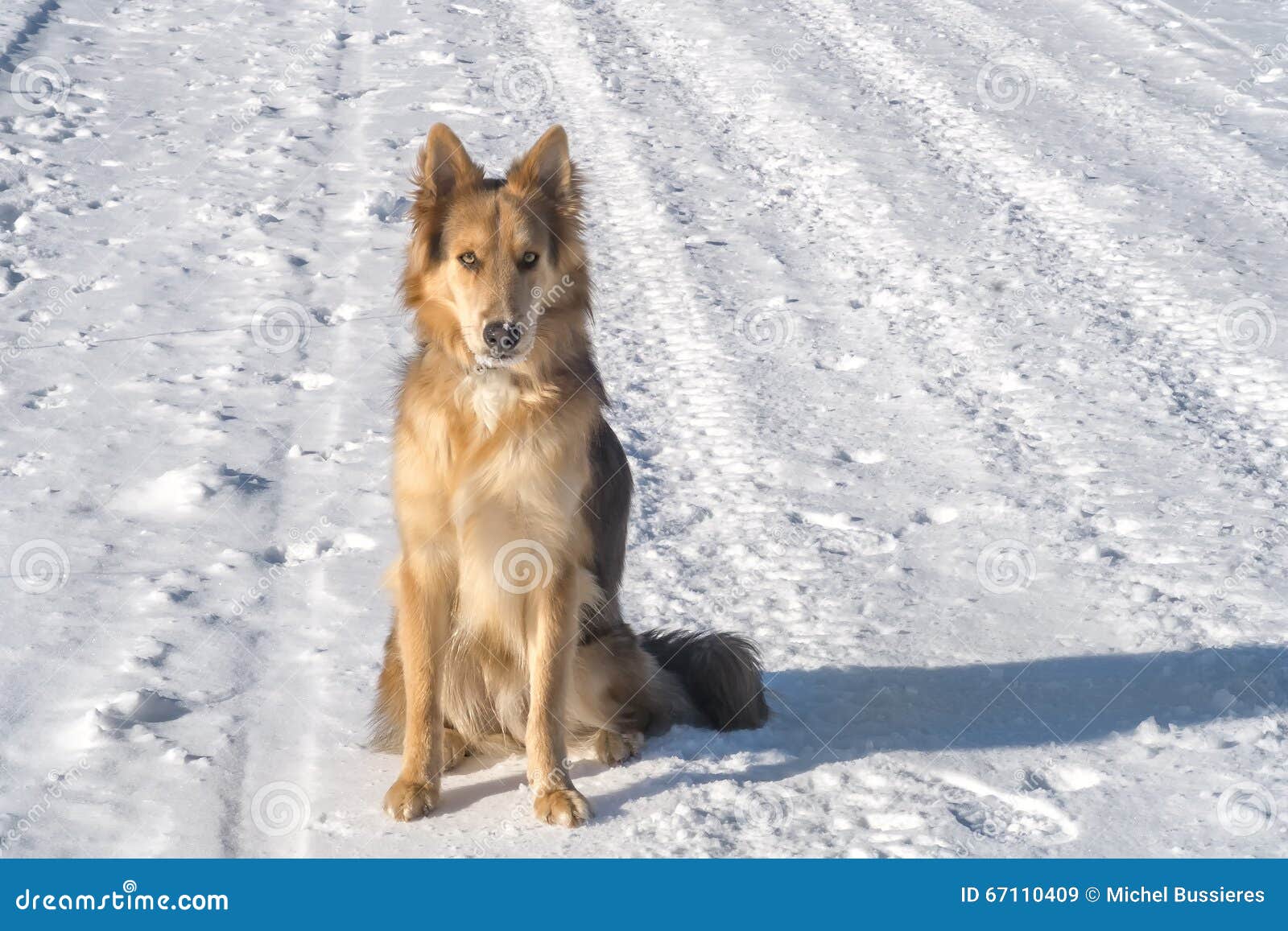 Perro Del Perro Esquimal Y De Colley Imagen de archivo - Imagen de ...