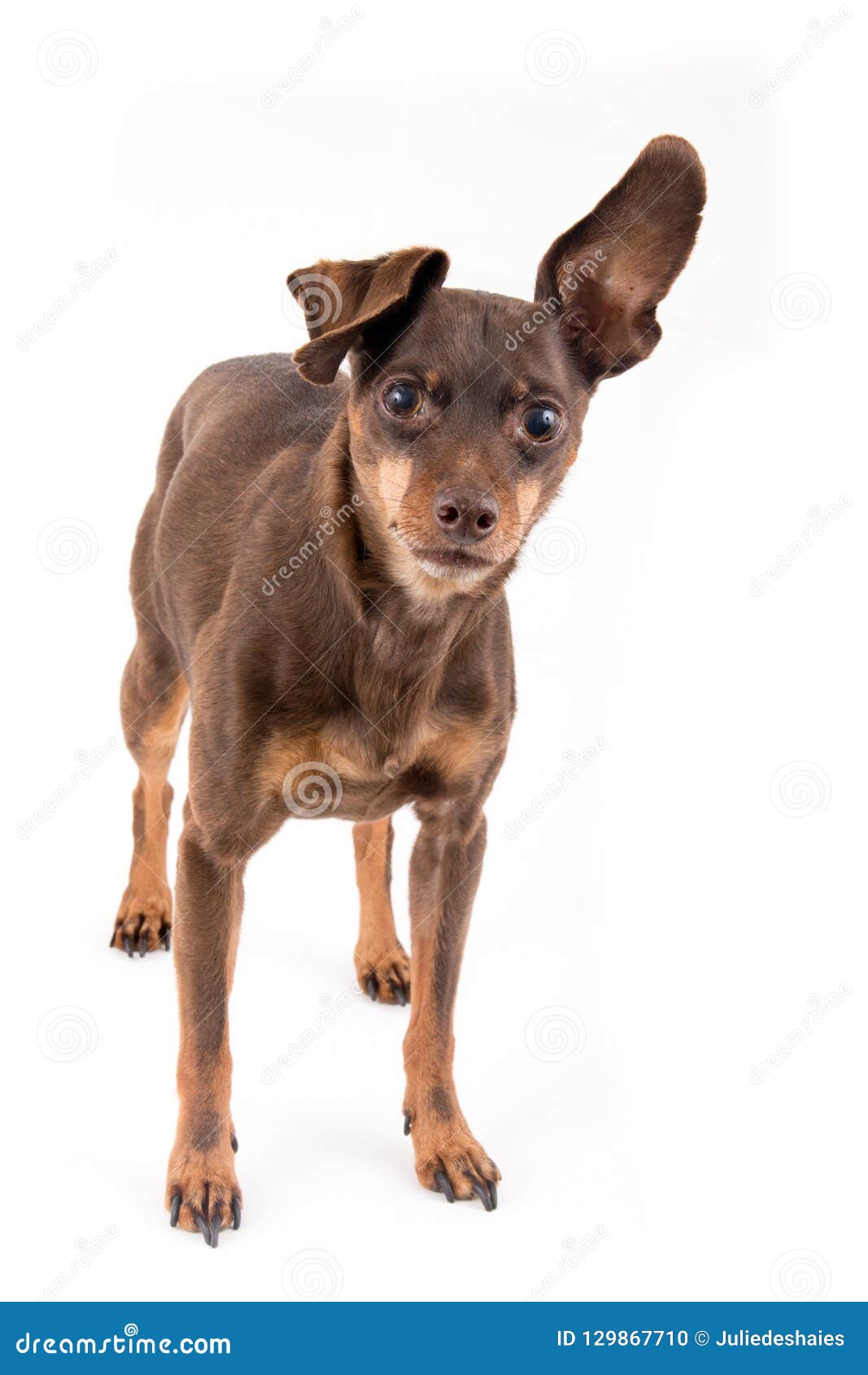 Perro del Pinscher aislado foto de archivo. Imagen de mascota - 129867710