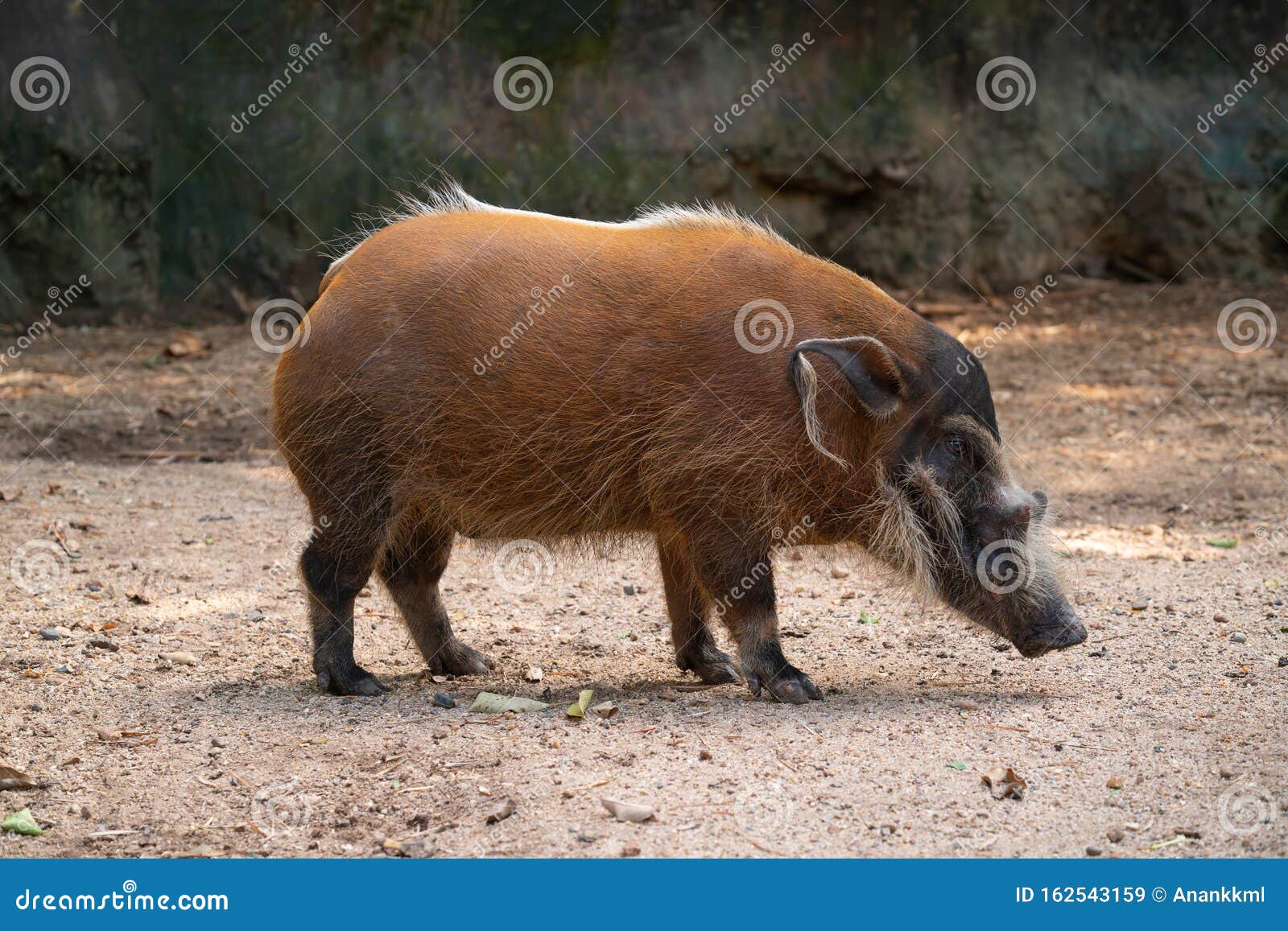 Perro Del Río Rojo Potamochoerus Imagen de archivo - Imagen de rojo ...
