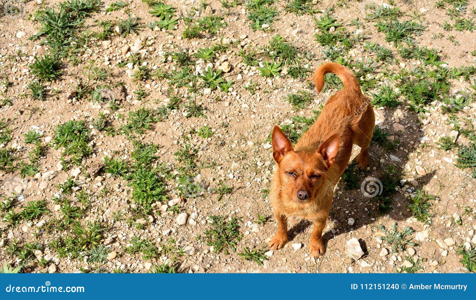 Perro Del Rancho De Cihuahua Foto de archivo - Imagen de chihuahua ...