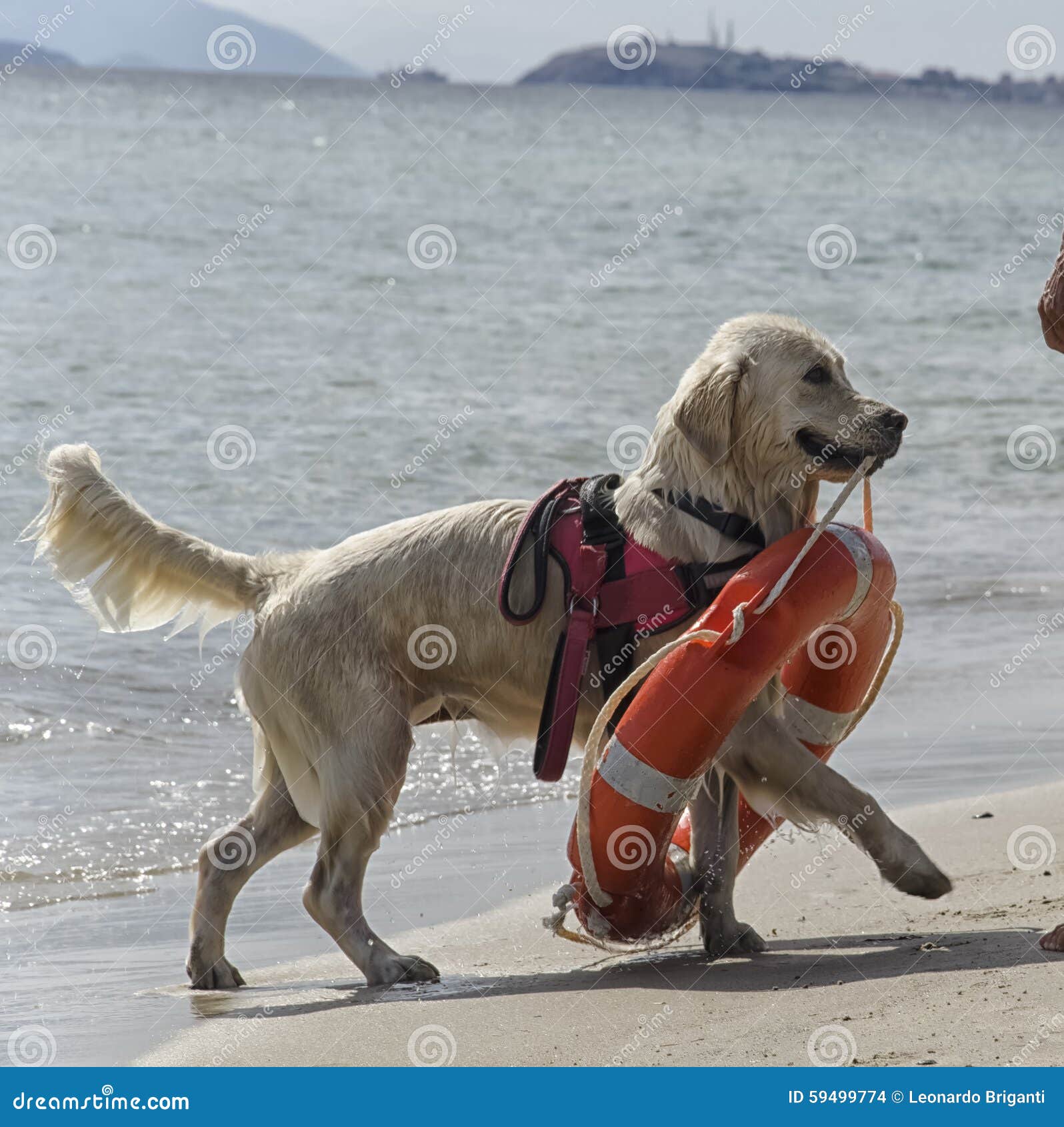 Perro Del Rescate Con Salvavidas Foto de archivo - Imagen de juego ...
