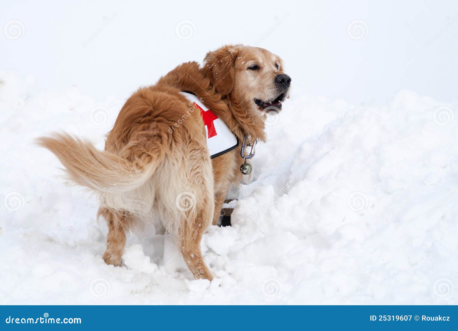 Perro Del Rescate En La Acción Fotografía editorial - Imagen de lindo ...