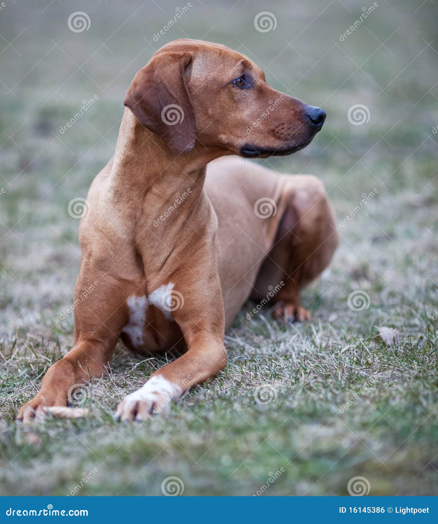 Perro Del Ridgeback De Rhodesian Foto de archivo - Imagen de sano ...