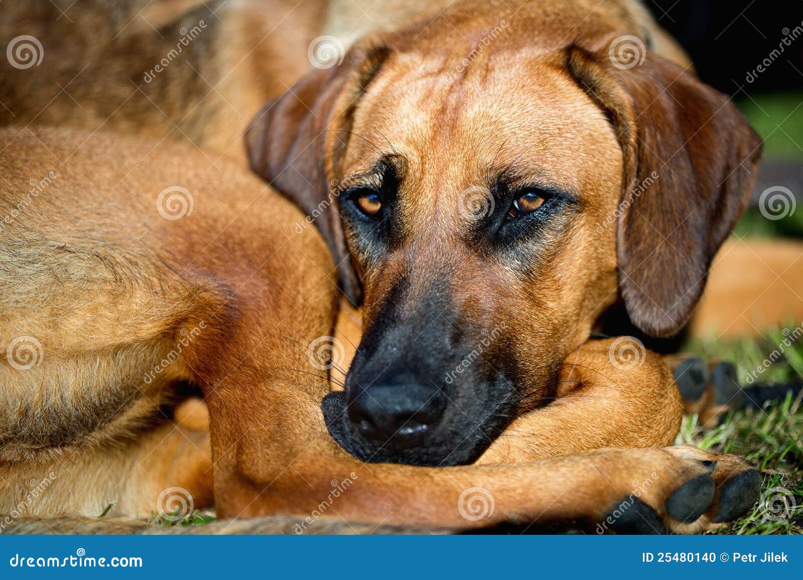 Perro Del Ridgeback De Rhodesian Foto de archivo - Imagen de honestidad ...