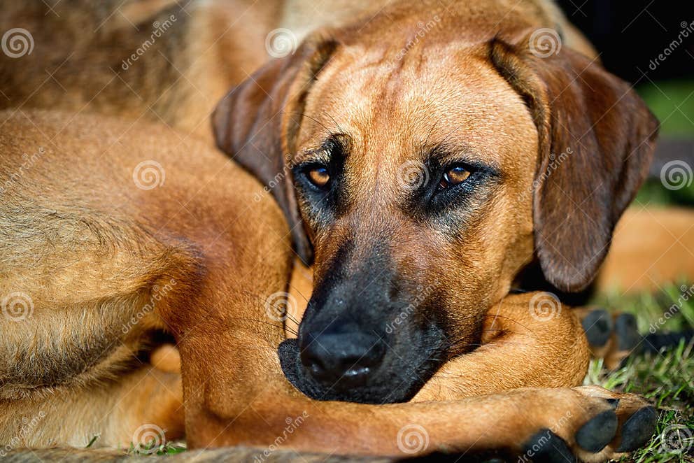 Perro Del Ridgeback De Rhodesian Foto de archivo - Imagen de honestidad ...
