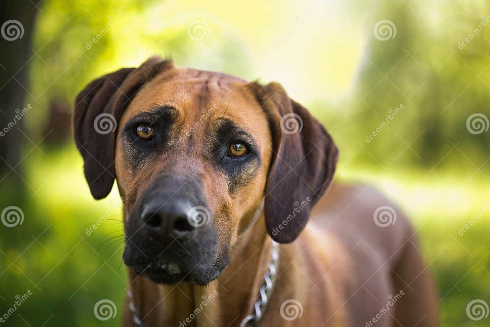 Perro Del Ridgeback De Rhodesian Imagen de archivo - Imagen de ...