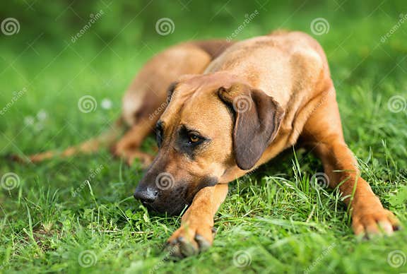 Perro Del Ridgeback De Rhodesian Foto de archivo - Imagen de amigo ...