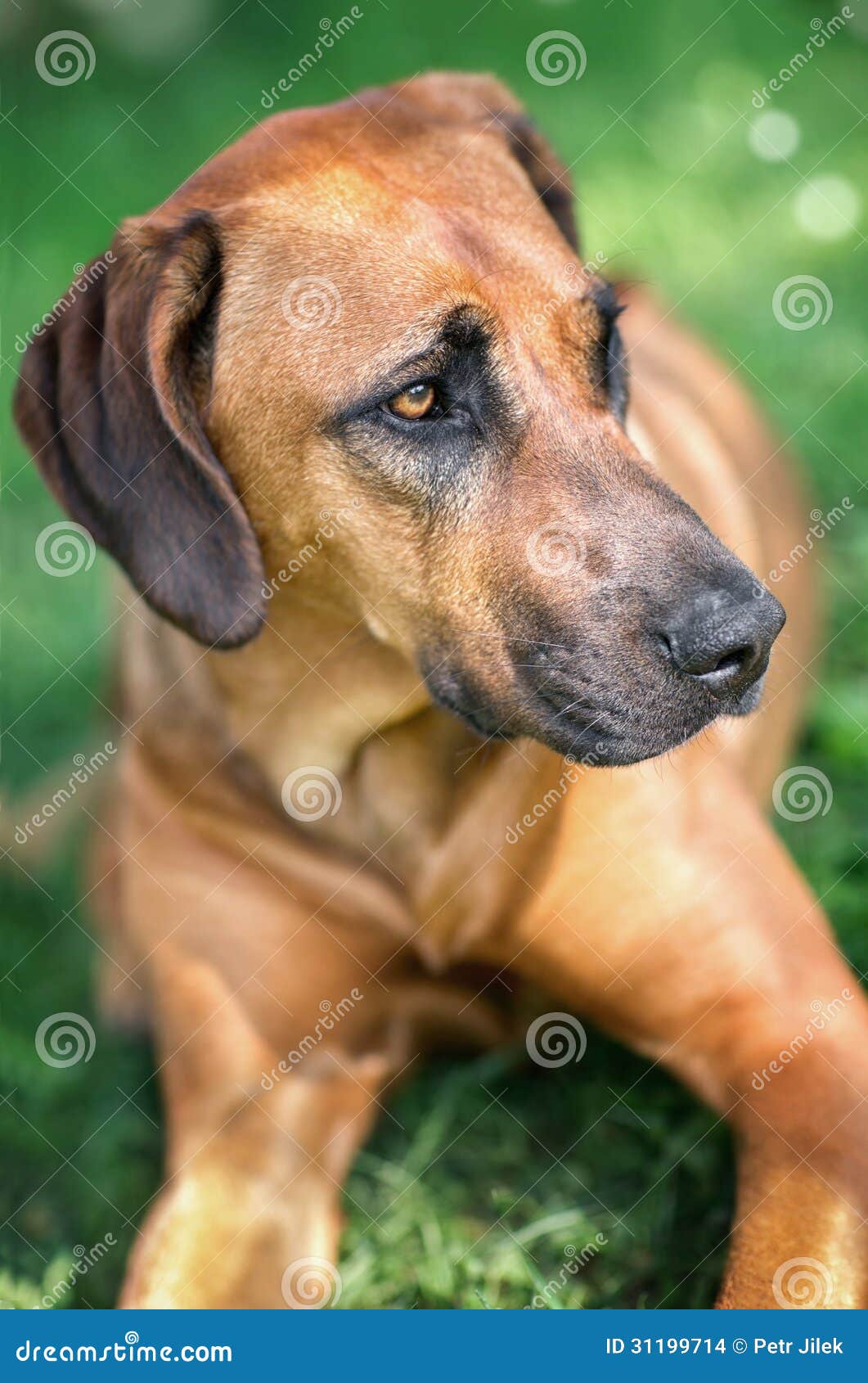 Perro Del Ridgeback De Rhodesian Foto de archivo - Imagen de doméstico ...