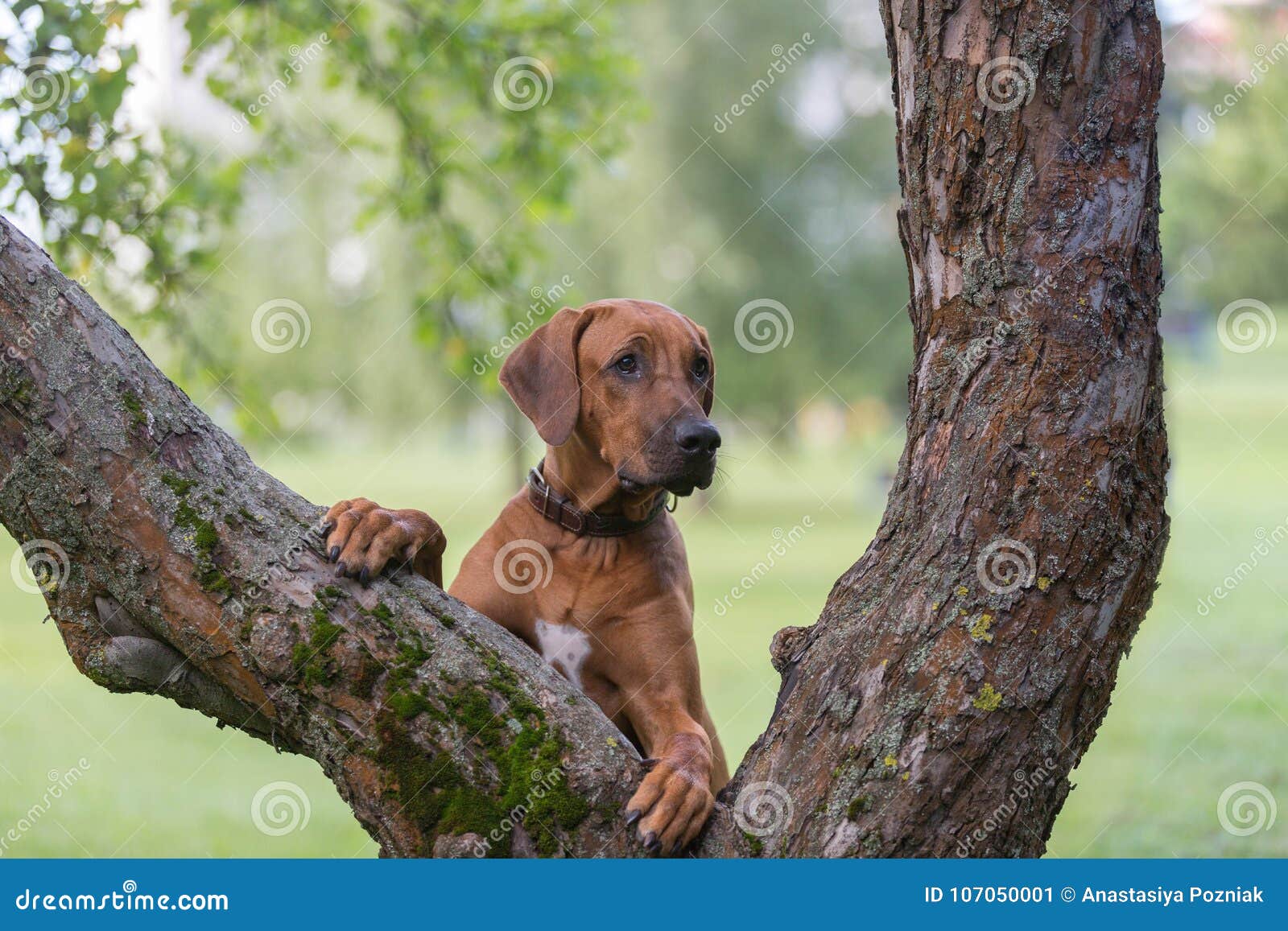 Perro Del Ridgeback De Rhodesian Al Aire Libre Imagen de archivo ...