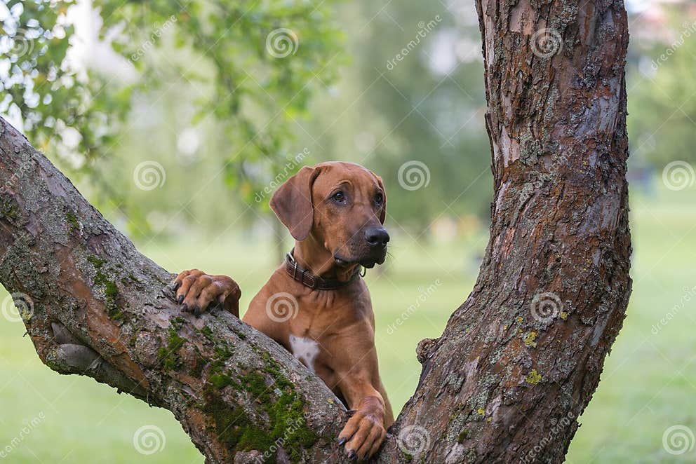 Perro Del Ridgeback De Rhodesian Al Aire Libre Imagen de archivo ...