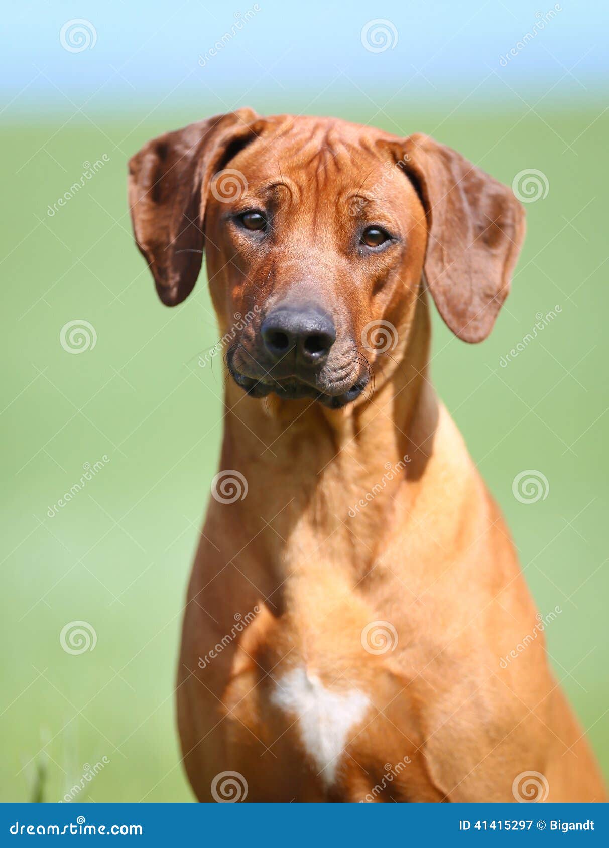 Perro Del Rigdeback De Rhodesian Imagen de archivo - Imagen de sentada ...