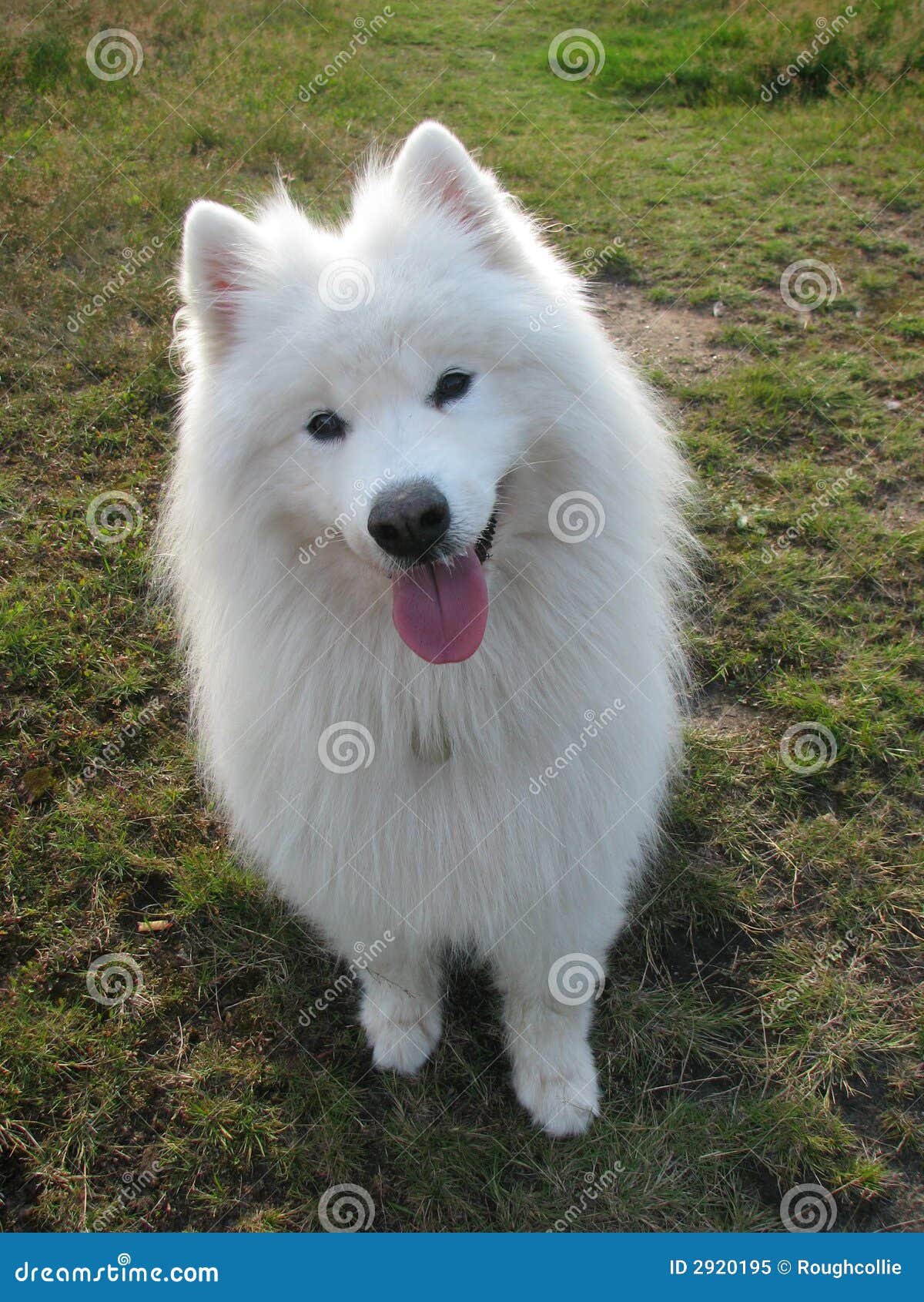 Perro del samoyedo imagen de archivo. Imagen de mirada - 2920195