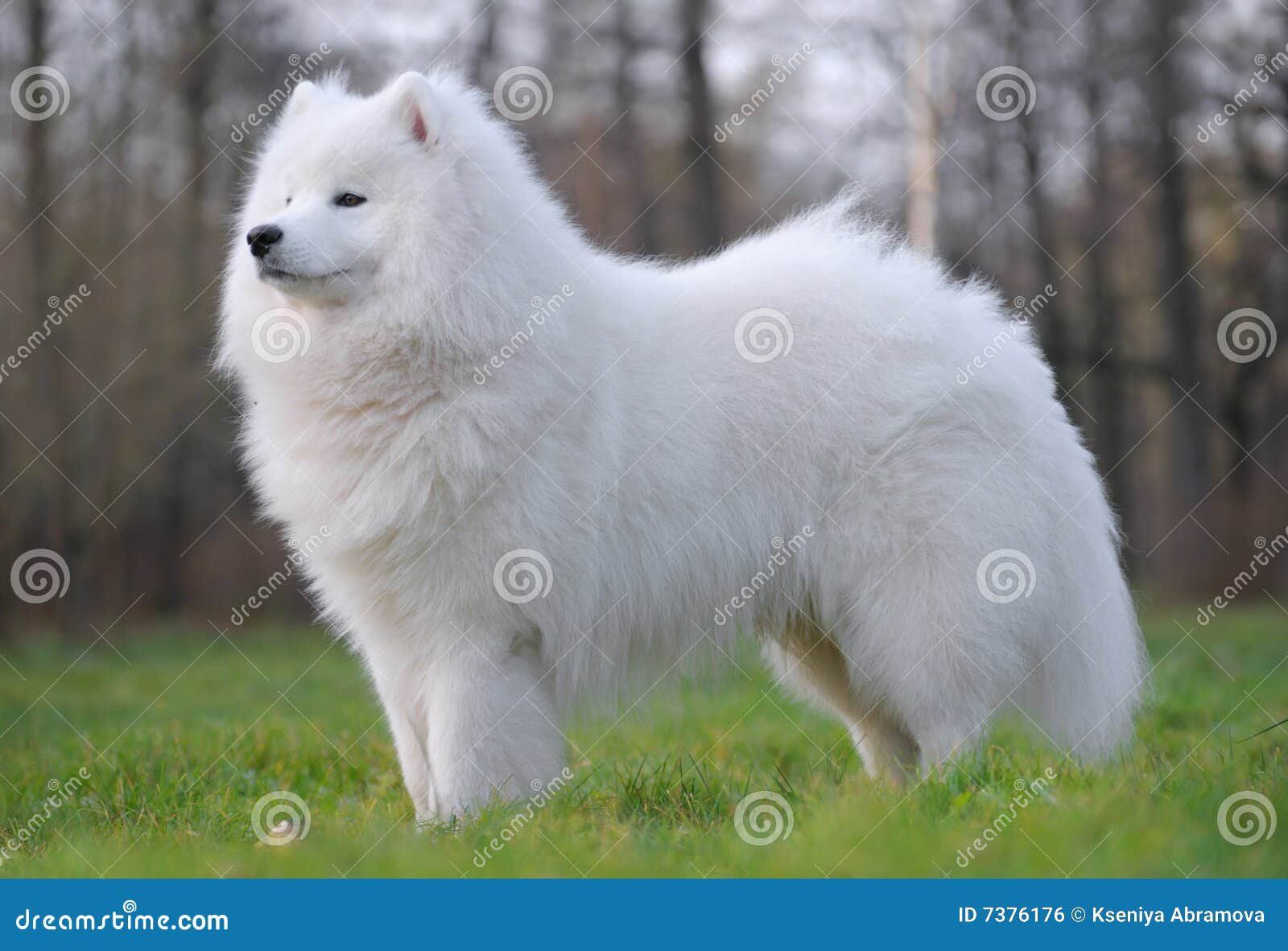 Perro del samoyedo foto de archivo. Imagen de esquimal - 7376176