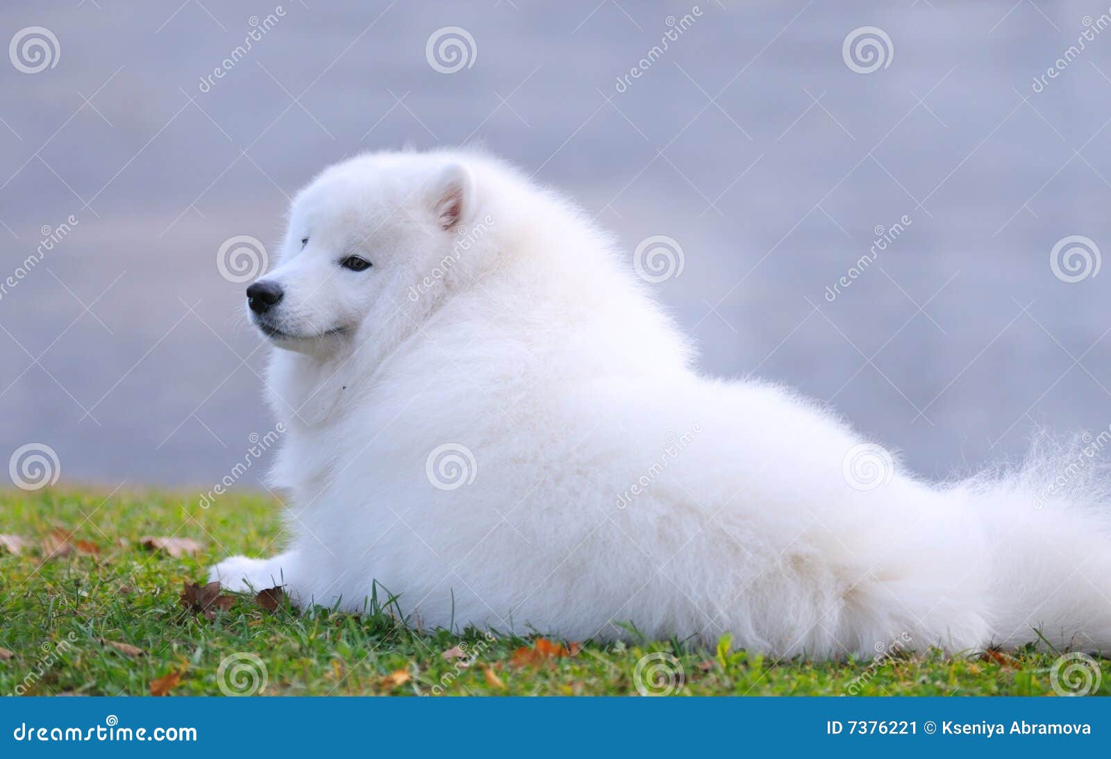 Perro del samoyedo imagen de archivo. Imagen de doméstico - 7376221