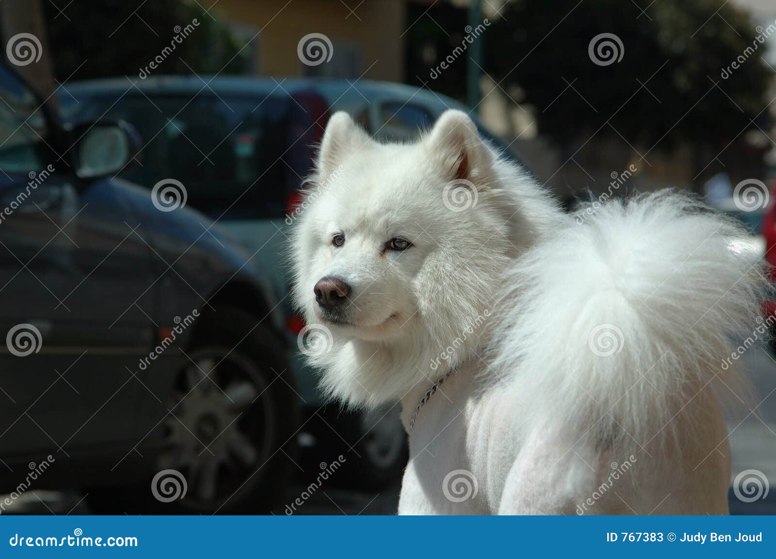Perro del samoyedo imagen de archivo. Imagen de afeitado - 767383
