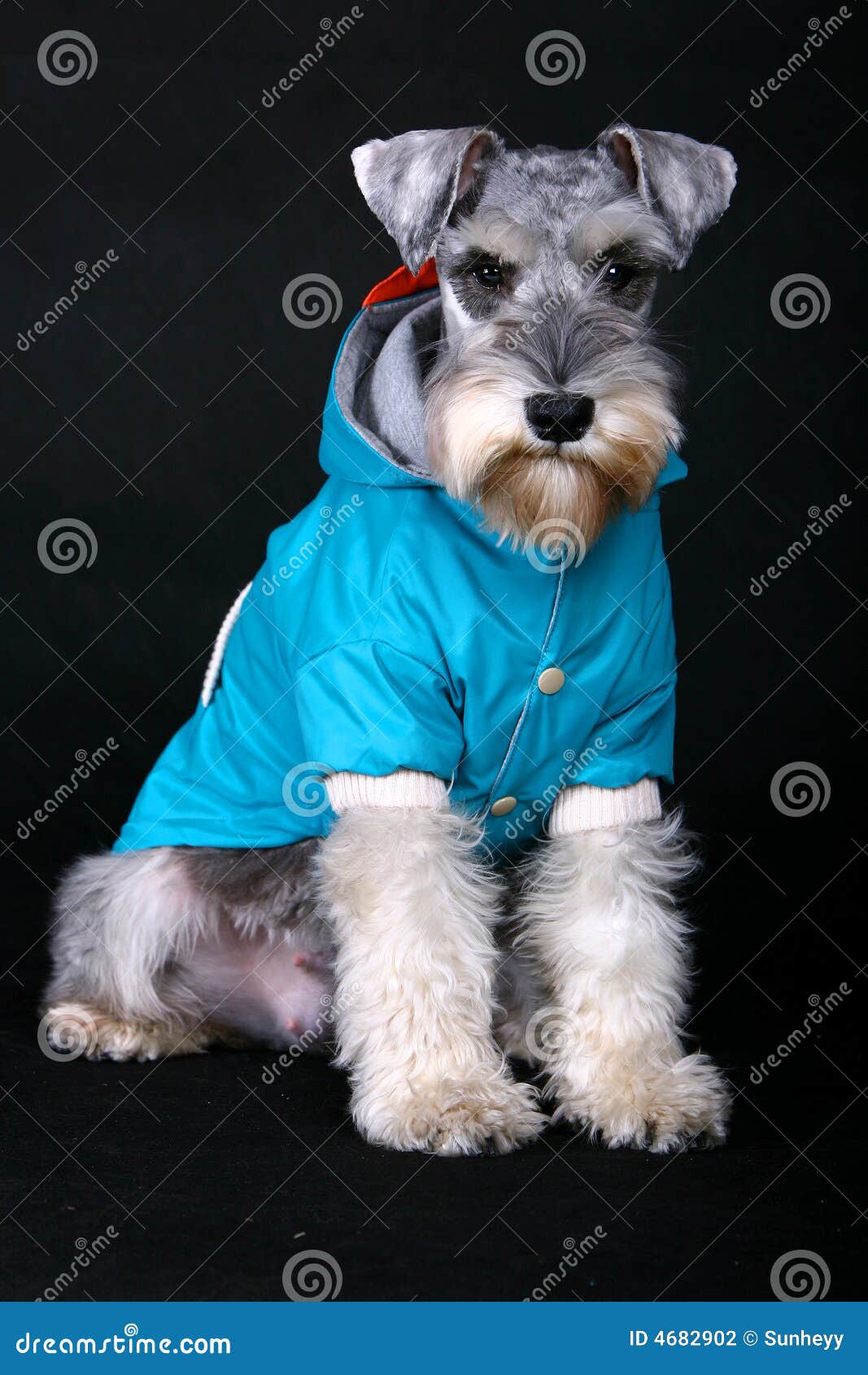Perro del Schnauzer foto de archivo. Imagen de casta, purebred - 4682902