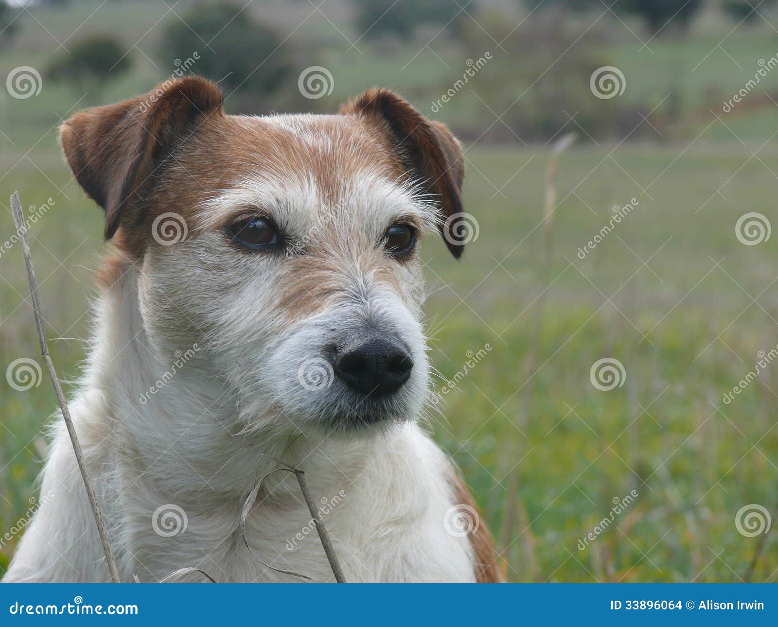 Perro Del Whisky Fotos de stock - Fotos libres de regalías de Dreamstime
