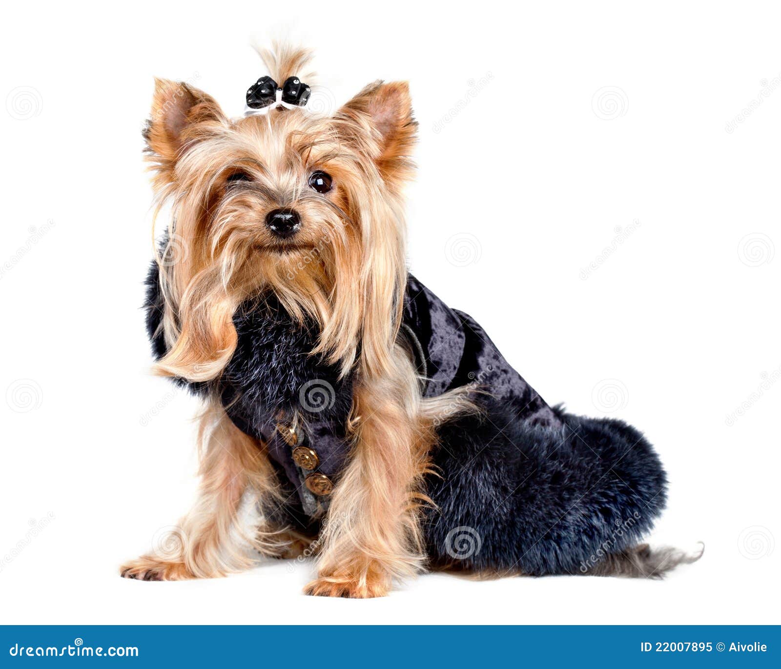 Perro Del Terrier De Yorkshire En Ropa Negra Imagen de archivo - Imagen ...
