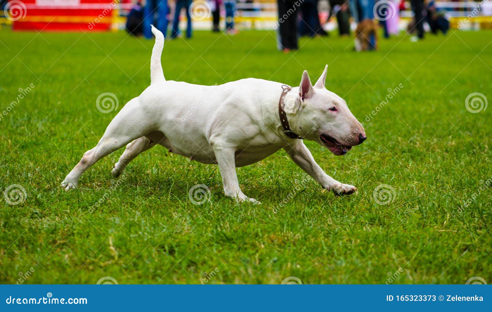 Perro del terror de toro imagen de archivo. Imagen de negro - 165323373