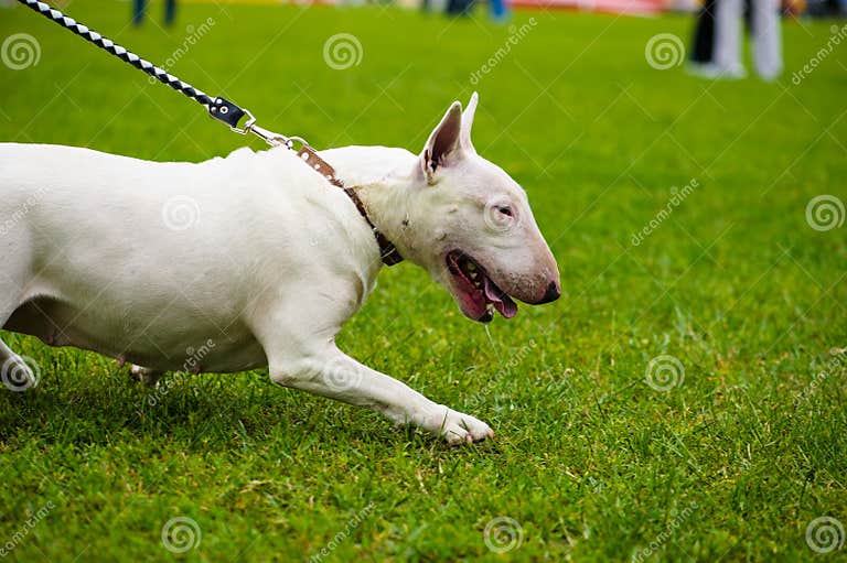 Perro del terror de toro foto de archivo. Imagen de fondo - 165323408