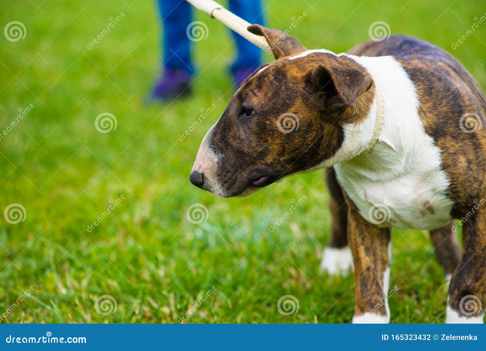 Perro del terror de toro foto de archivo. Imagen de feliz - 165323432