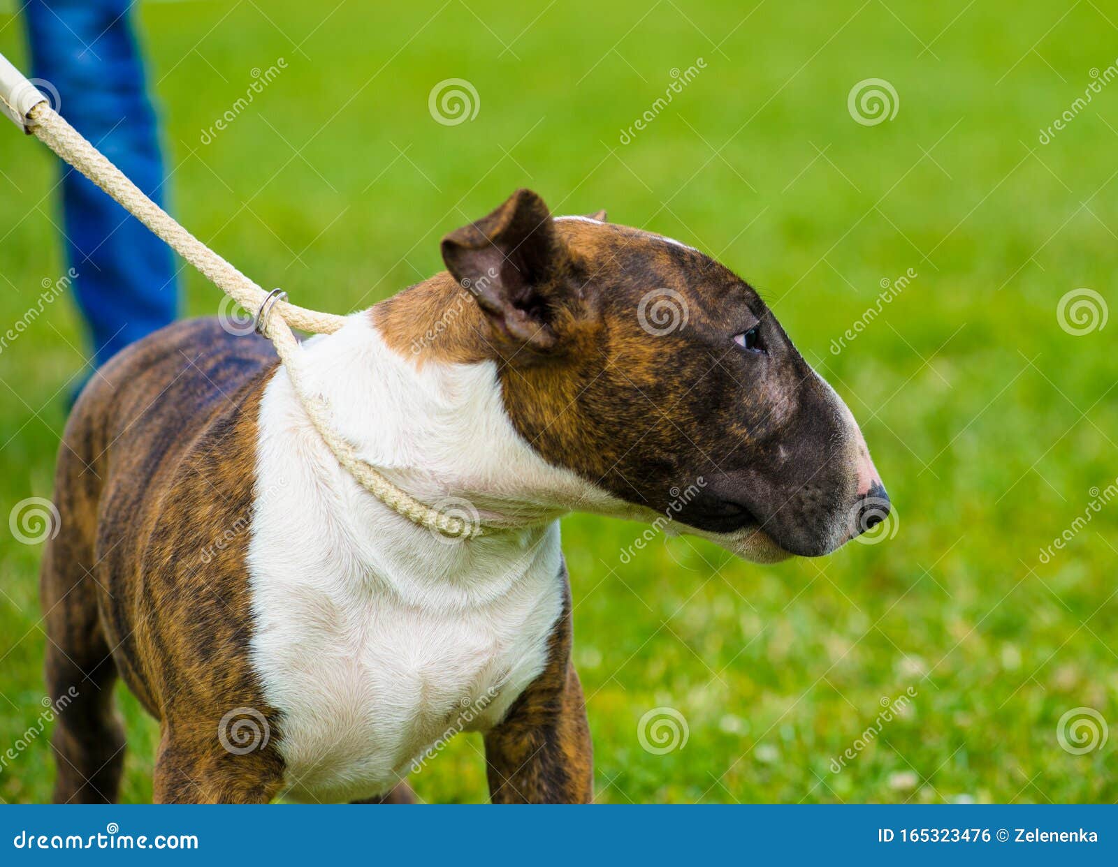Perro del terror de toro foto de archivo. Imagen de defensor - 165323476