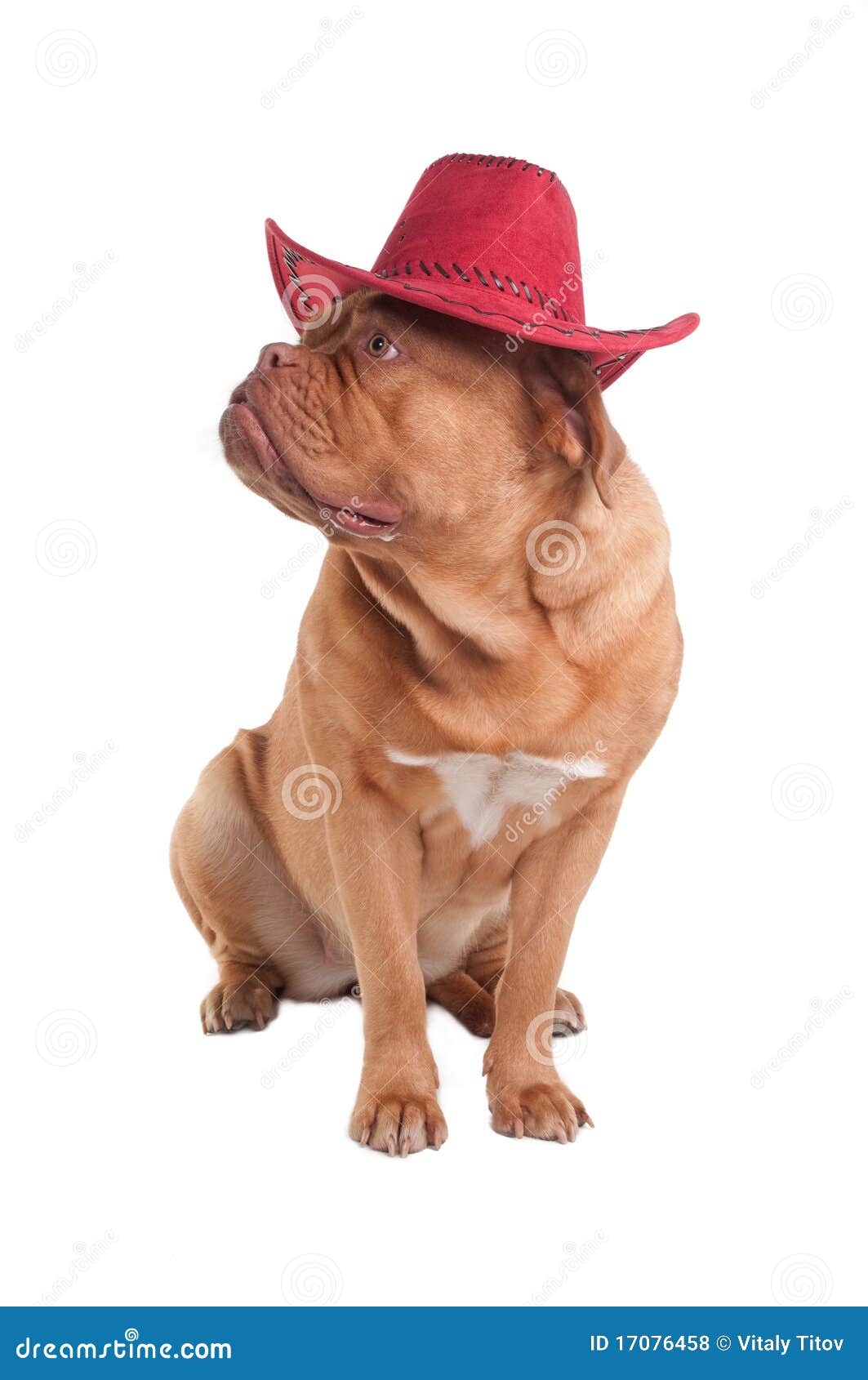 Perro del vaquero foto de archivo. Imagen de retrato - 17076458