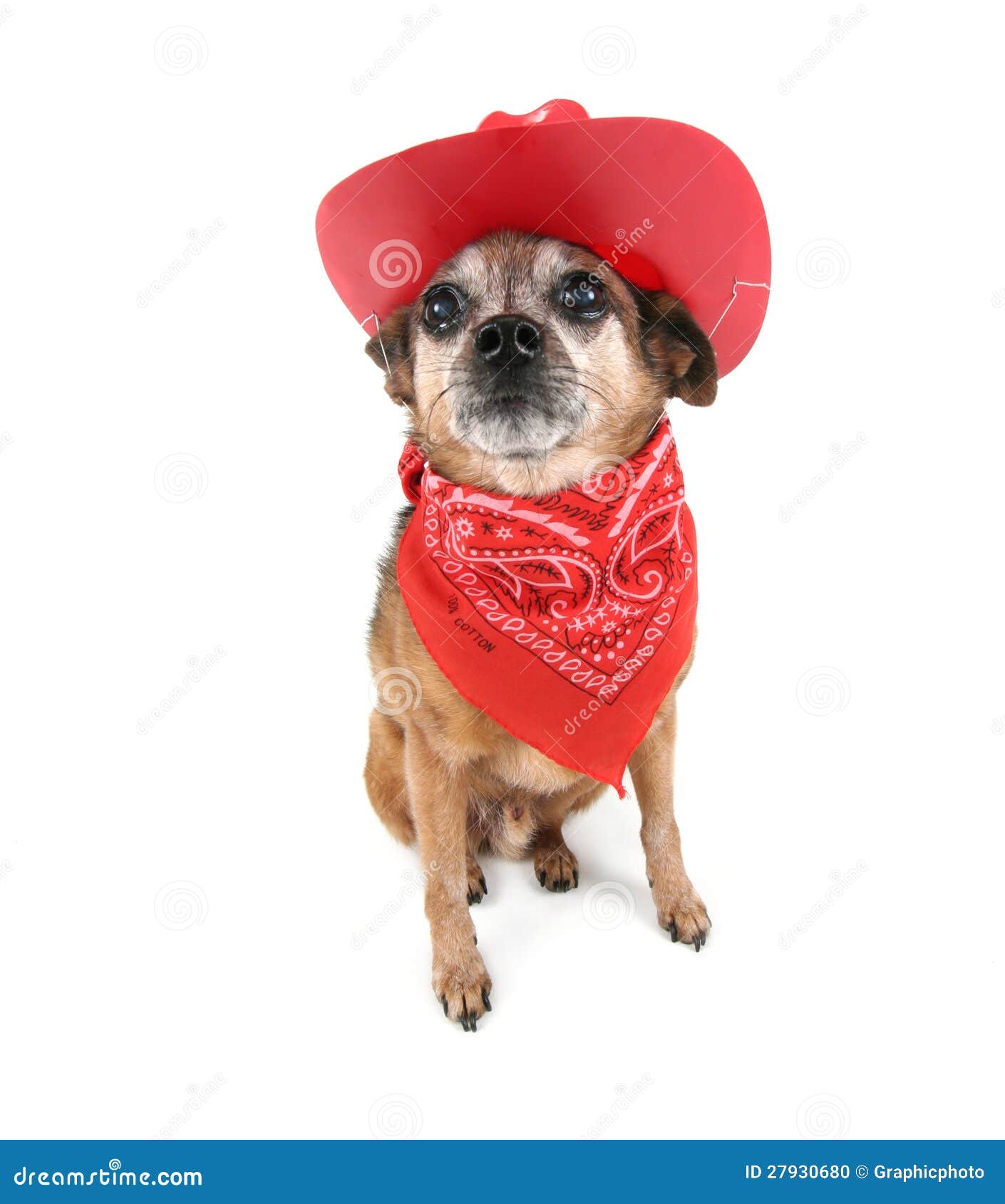 Perro del vaquero foto de archivo. Imagen de perrito - 27930680