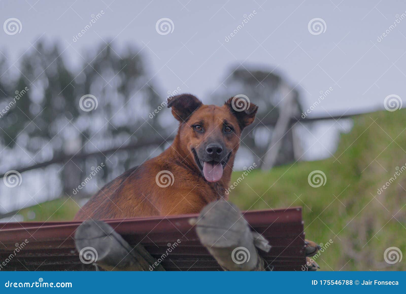 Perro Descansando En El Techo De Una Granja Foto de archivo - Imagen de ...