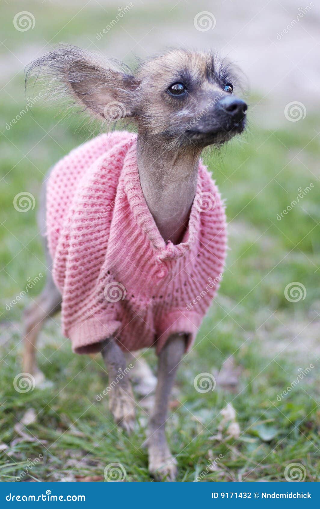 Perro Descubierto Mexicano (xoloitzcuintle) Foto de archivo - Imagen de ...