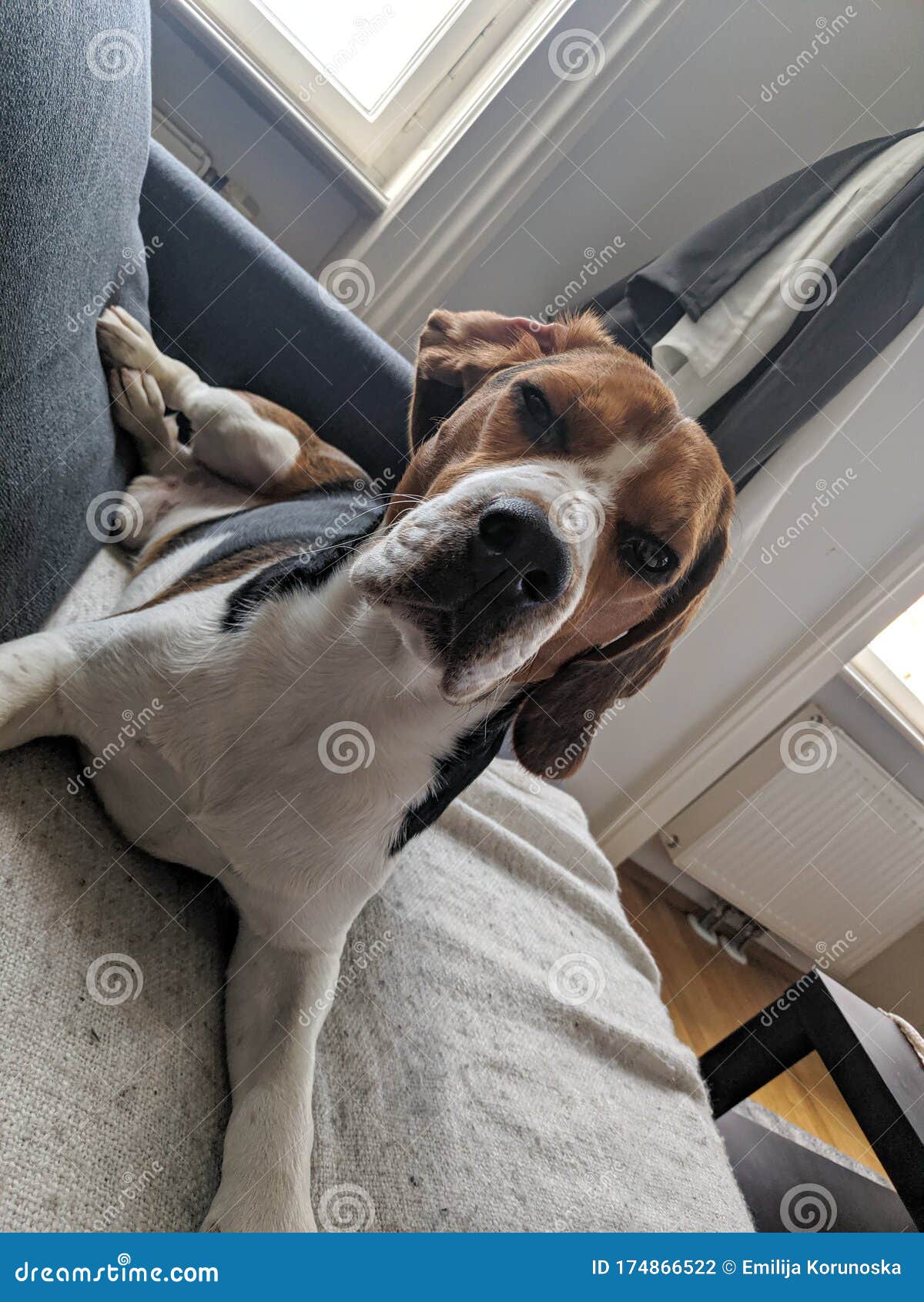 Perro despierta foto de archivo. Imagen de despertar - 174866522