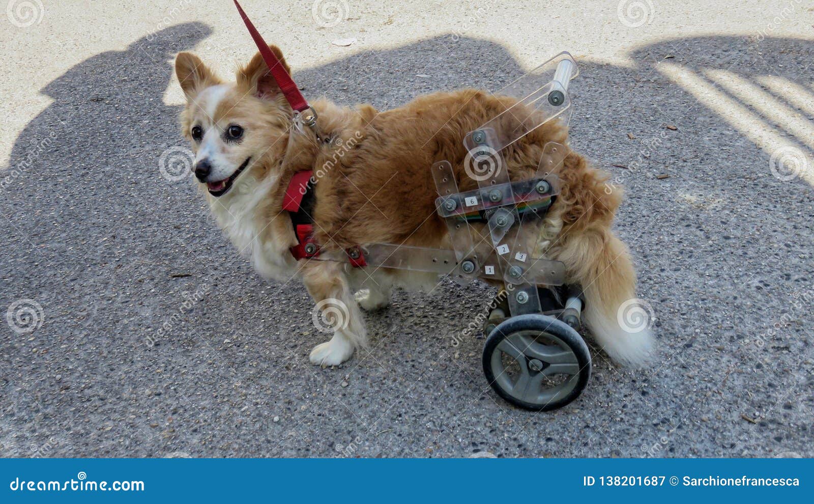 Perro Discapacitado En Un Carro Imagen de archivo - Imagen de concepto ...