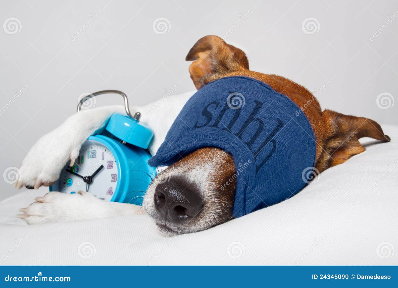 Perro dormido foto de archivo. Imagen de adorable, perrito - 24345090